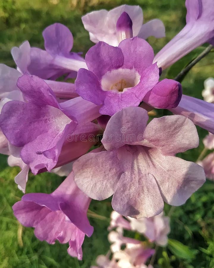 Flowers Bloom Simultaneously Stock Photo - Image of simultaneously ...