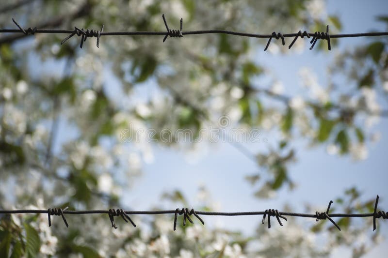 Flowers Bloom on the Trees Behind the Barbed Wire Stock Photo - Image ...