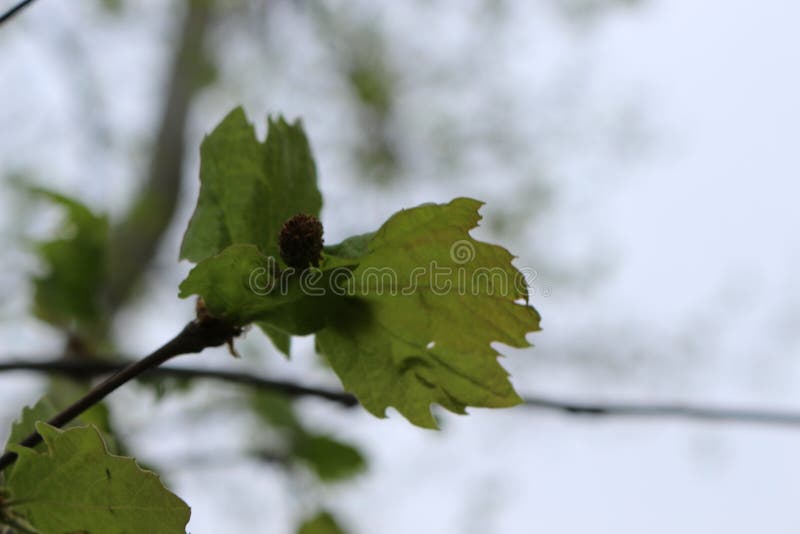 Flowers Bloomed on a Plane Tree in Spring Stock Photo - Image of fresh ...