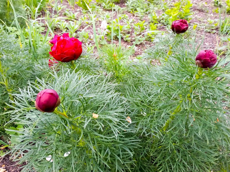 Flowers Bloomed in Red in the Garden Stock Image - Image of nature ...