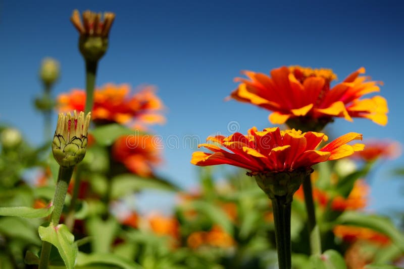 Couple Planting Plant in Garden Stock Image - Image of hobby, people ...