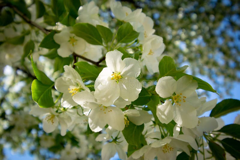 Flowers of a Blooming Apple Tree in the Shade of a Tree Crown Stock ...