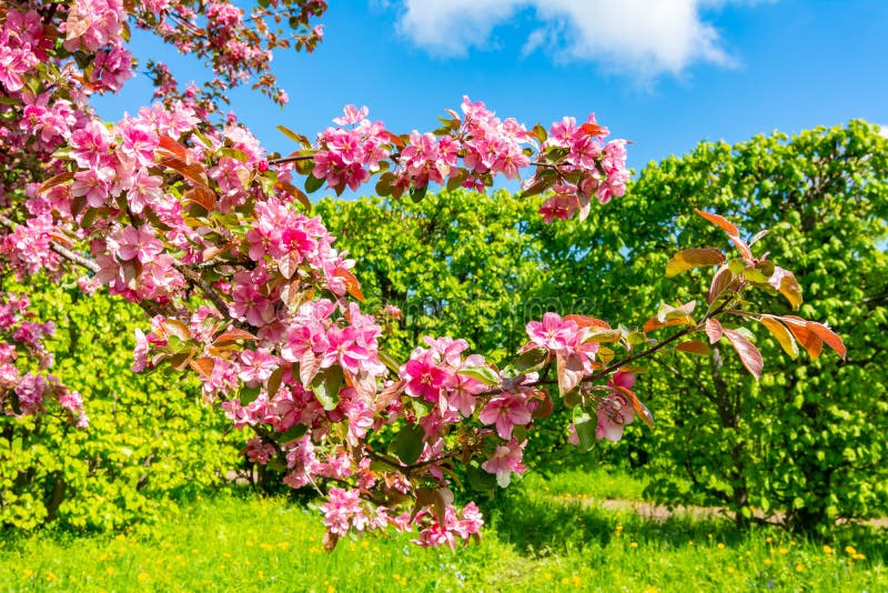 Flowers of Blooming Apple Tree in Spring Stock Photo - Image of ...