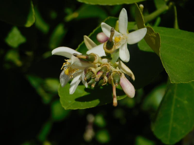 Flowers Blooming on a Beautiful Orange Tree Stock Image - Image of flag ...
