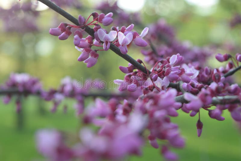Flowers Blooming on the Branch Stock Photo - Image of tiny, green ...