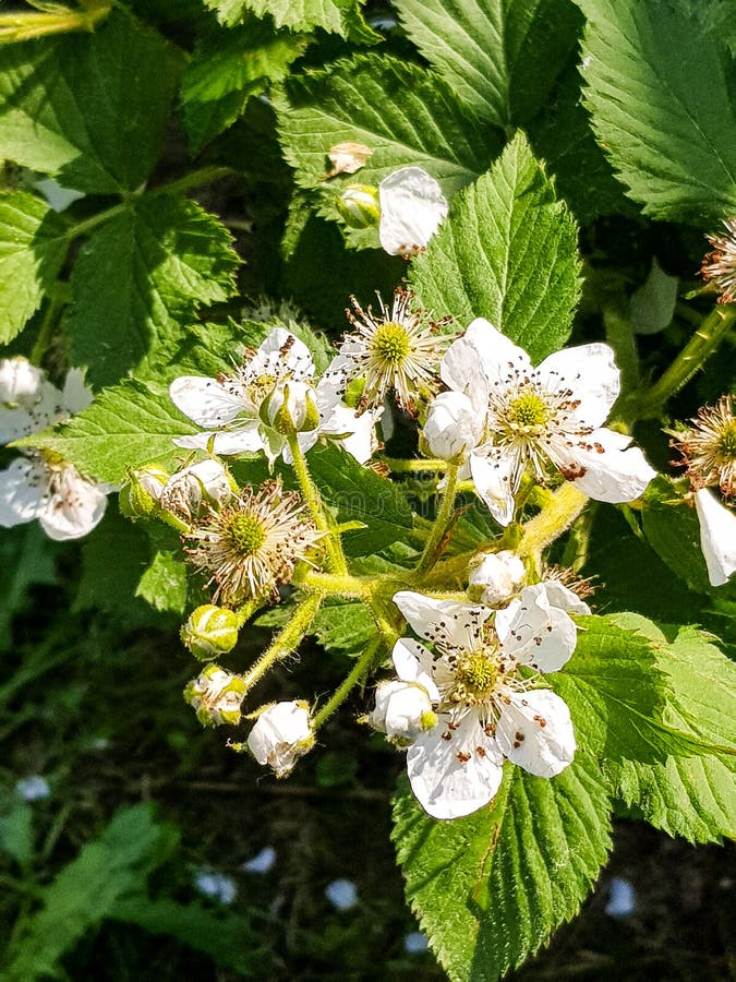 Flowers in Blooming Bush of Raspberry in a Garden, in Summer Stock ...