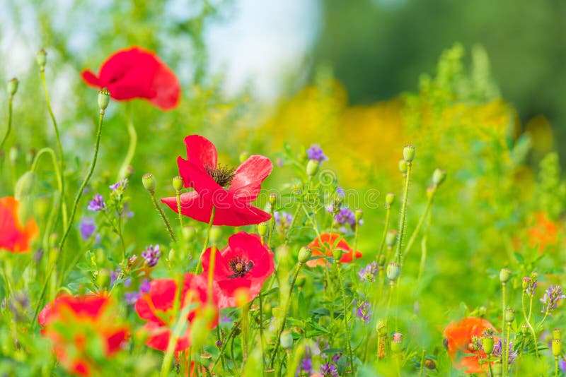 Flowers Blooming in a Field in Sunlight Stock Photo - Image of blooming ...