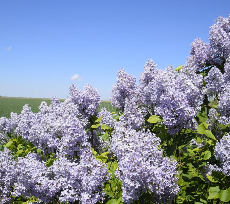 Flowers Blooming Lilac. Beautiful Purple Lilac Flowers Outdoors Stock ...