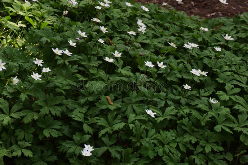 Soft windflower stock photo. Image of white, green, macro - 113676988