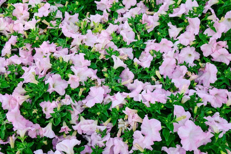 Flower Pansee Stock Photos - Free & Royalty-Free Stock Photos from ...