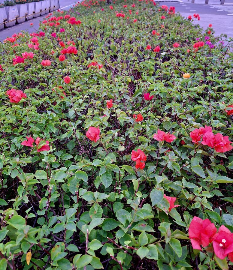 Flowers Blooming on the Side of the Road Stock Image - Image of garden ...