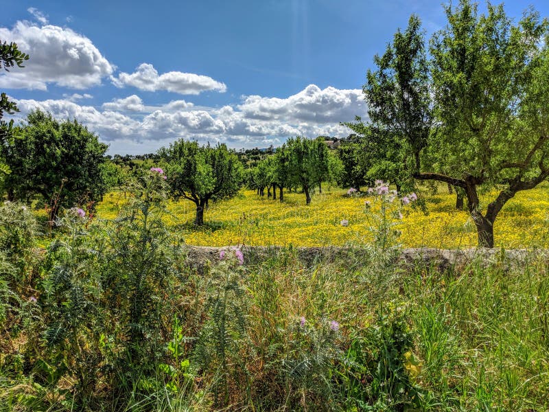 Flowers Blooming in Spring on Mallorca Island, Spain Stock Image ...