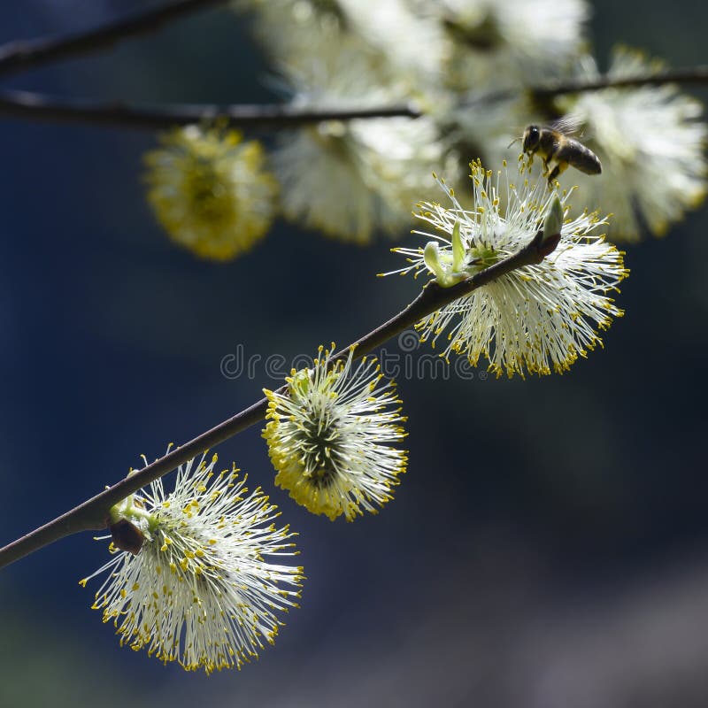 Flowers of the Blooming Spring Willow Stock Image - Image of macro ...