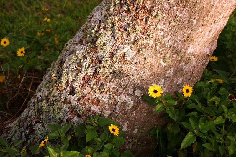Flowers Blooming by Tree Trunk Stock Image - Image of closeup, daisy ...