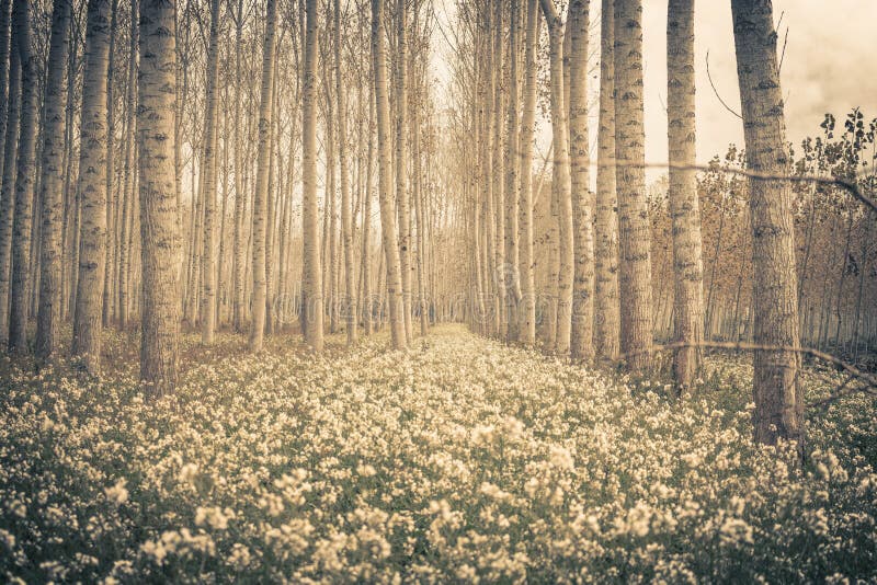 Flowers blooming in winter stock photo. Image of flowers - 166476792