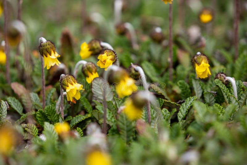 Flowers and Blossom of the Banff National Park Canada Stock Photo ...