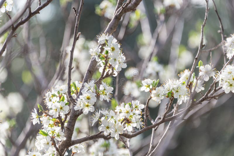 Plum Field at Mt. Maku Park Stock Photo - Image of maku, stream: 68719978