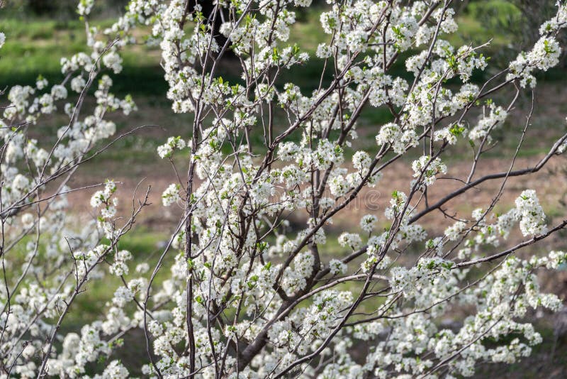 Plum Field at Mt. Maku Park Stock Photo - Image of maku, stream: 68719978