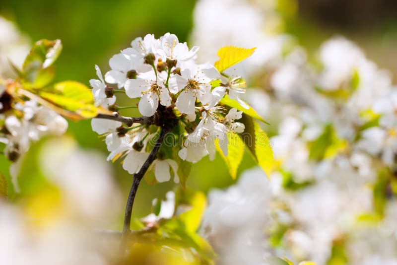 Flowers and Blossom in Spring Stock Image - Image of environmental ...