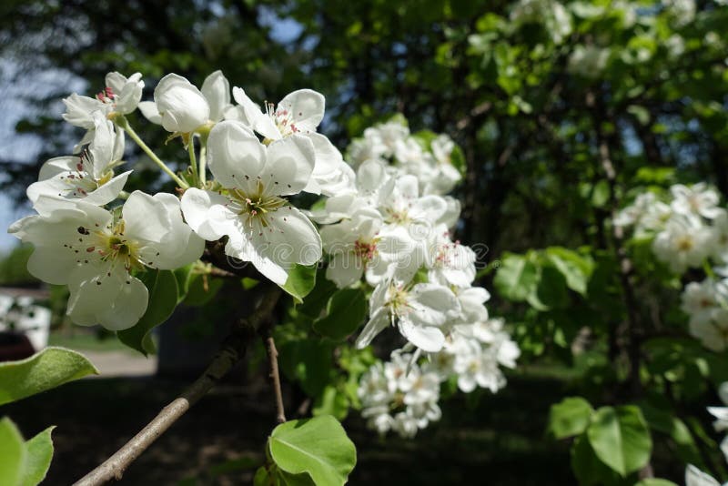 Flowers of Blossoming Pear in April Stock Image - Image of communis ...