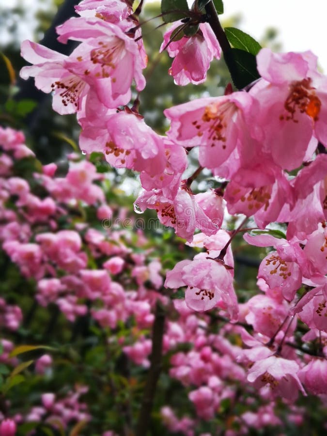 Flowers is Blossoming in the Special Spring Stock Photo - Image of ...