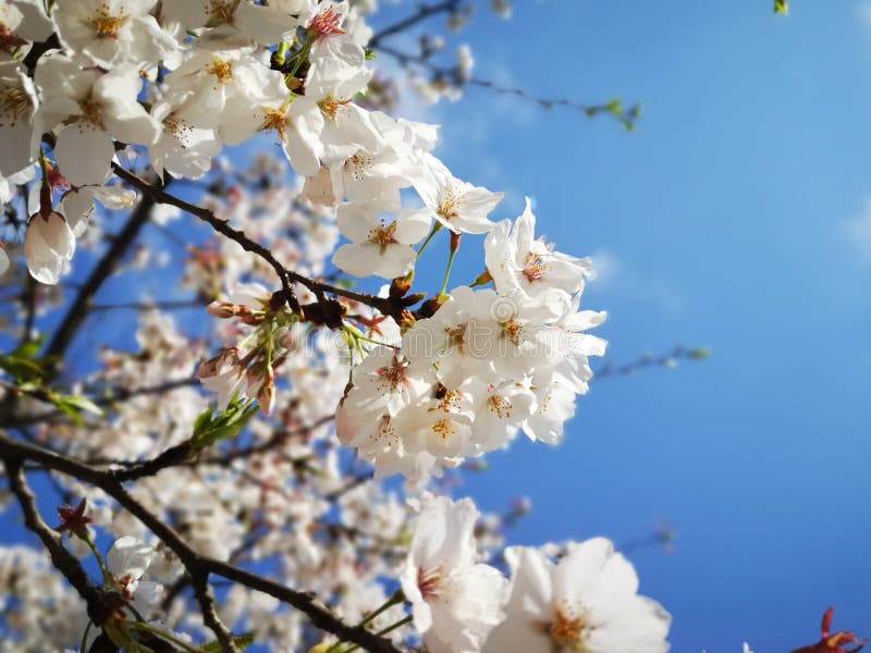 Flowers is Blossoming in the Special Spring Stock Photo - Image of ...