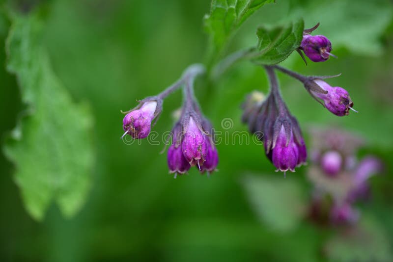 Flowers and Blossoms of Common Comfrey Stock Photo - Image of meadow ...