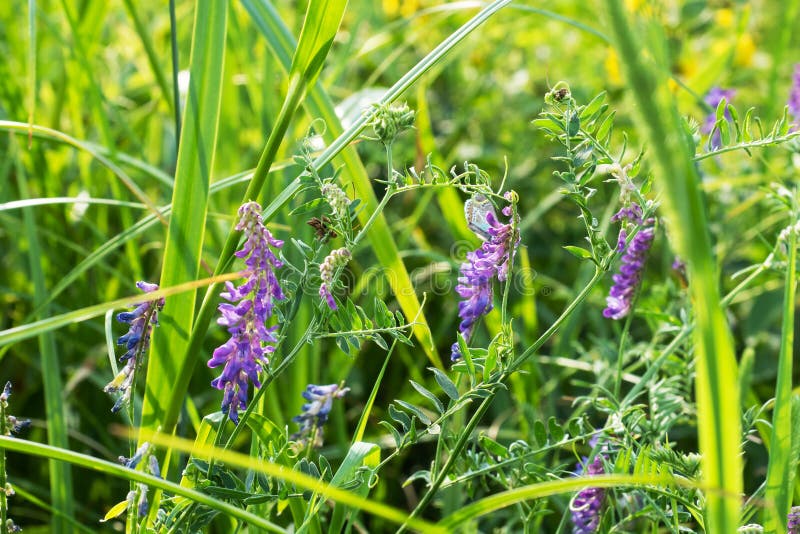 Flowers Blue of Common Melilot, Melilotus Officinalis Stock Photo ...