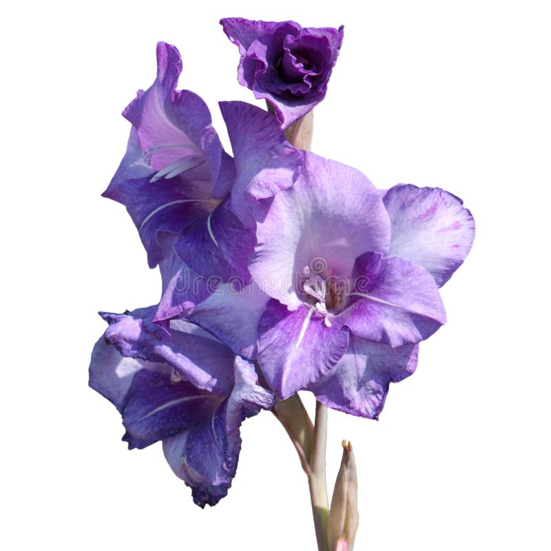 Flowers of a Blue Gladiolus Stock Photo - Image of summer, purple: 21176836