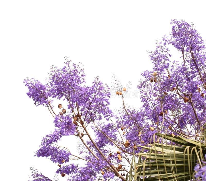 Flowers of Blue Jacaranda, Jacaranda Mimosifolia Stock Image - Image of ...