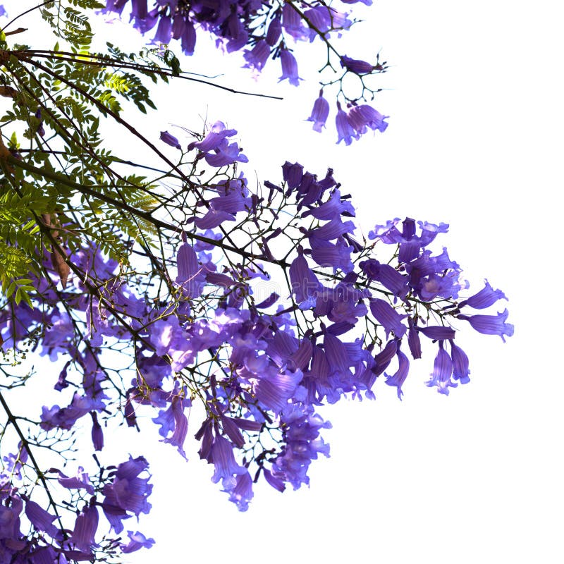 Flowers of Blue Jacaranda, Jacaranda Mimosifolia Stock Image - Image of ...