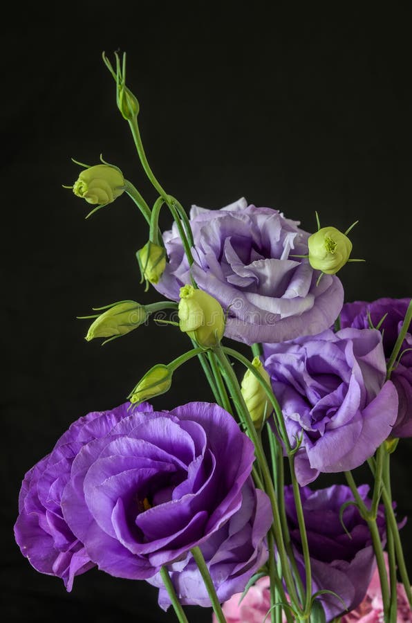 Flowers of a Blue Rose on a Black Background Stock Image - Image of ...