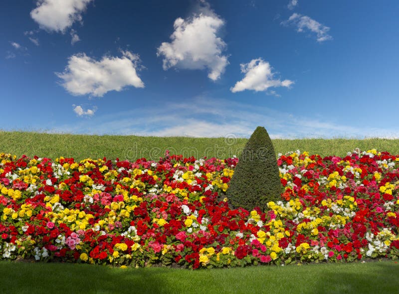 Flowers, Blue Sky by Spring Stock Photo - Image of background, vivid ...