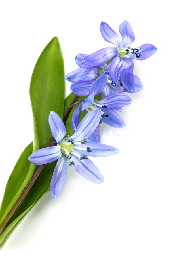 Blue Snowdrop Flowers on the Dark Ground Stock Photo - Image of life ...