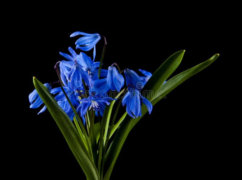 Flowers of Blue Snowdrops Isolated on Black Background Stock Photo ...
