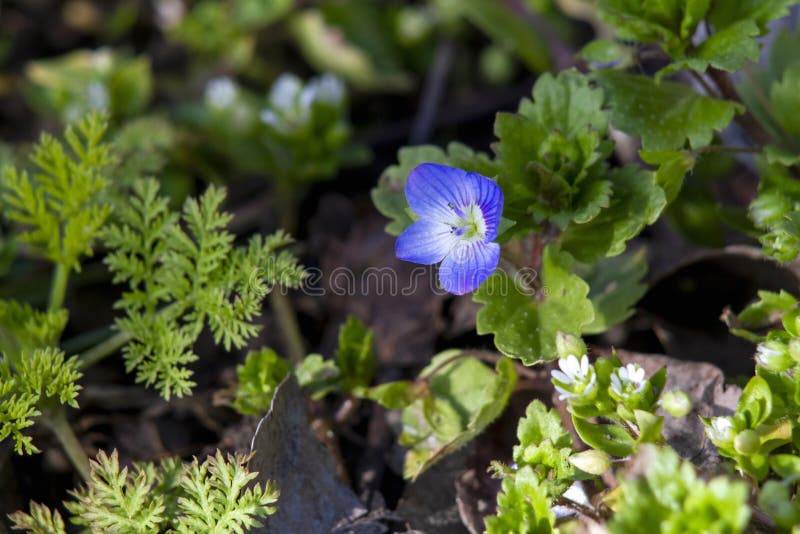 Flowers with Blue-white Petals, the First Flowers of Spring Stock Image ...