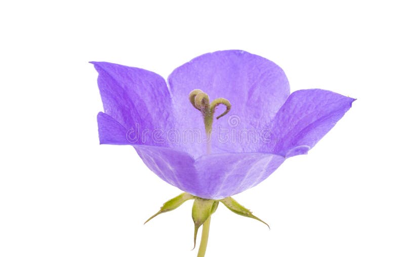 Flowers bluebells isolated stock image. Image of nature - 269827675