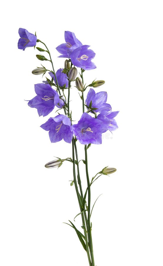 Flowers bluebells isolated stock image. Image of blue - 269827899