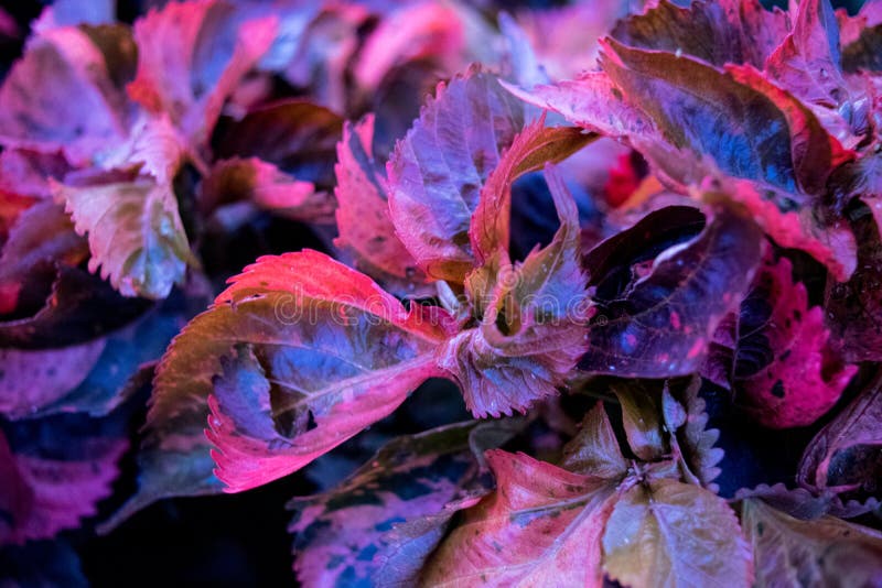 Flowers blushing stock image. Image of decoration, weddingflowers ...