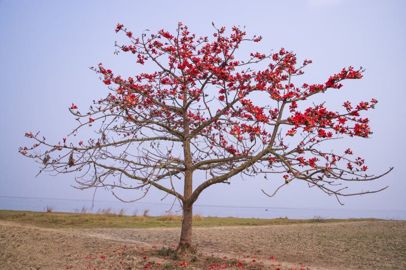 Flowers of Bombax Ceiba Tree on the Blue Sky Background Stock Image ...