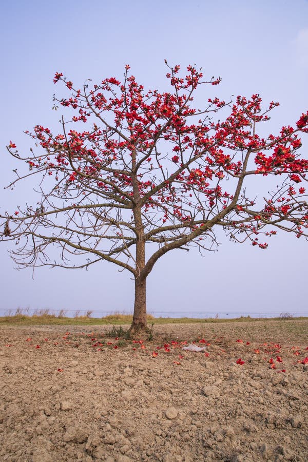 Flowers of Bombax Ceiba Tree on the Blue Sky Background Stock Image ...