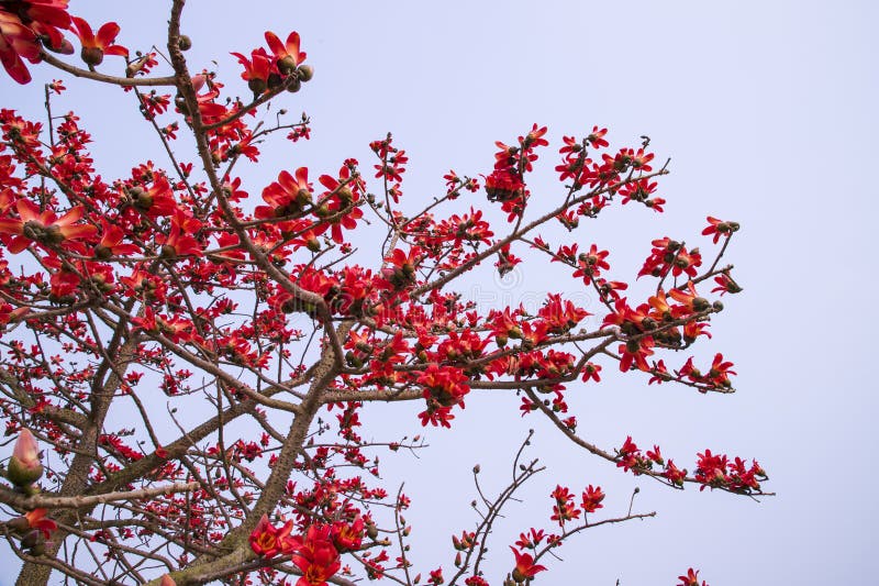 Flowers of Bombax Ceiba Tree on the Blue Sky Background Stock Image ...