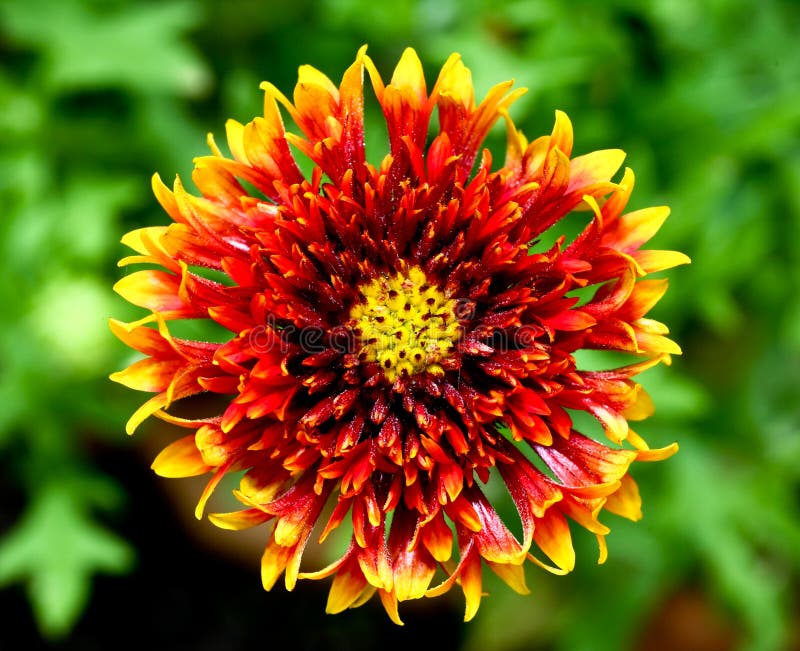 Flowers at a Botanic Garden Stock Image - Image of season, florida: 8838271