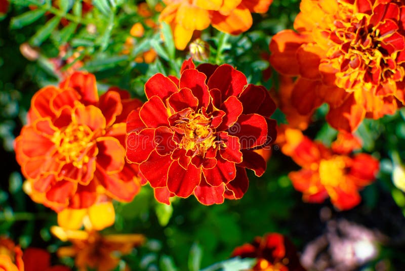 Flowers stock photo. Image of grade, flowers, collection - 98026316