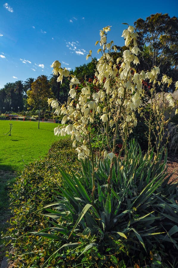 Flowers in the Botanical Garden of Melbourne. Stock Image - Image of ...