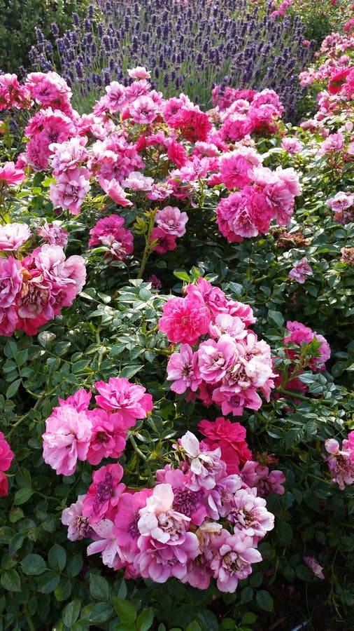 Pink Roses and Lavender stock image. Image of floor - 226708467