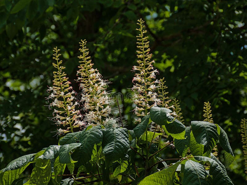 Flowers of Bottlebrush Buckeye - Aesculus Parviflora Stock Image ...
