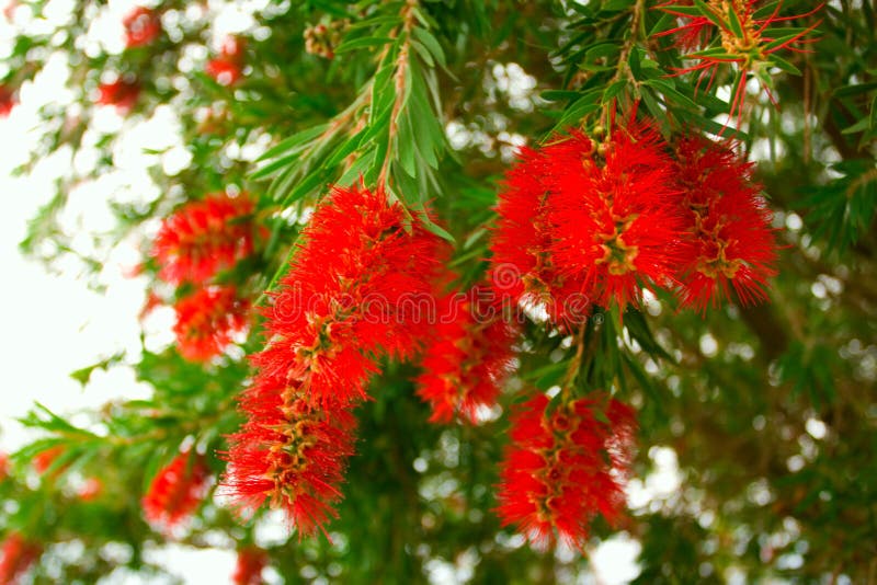 Flowers of Bottlebrush Tree Stock Photo - Image of shrub, autumn: 5116576