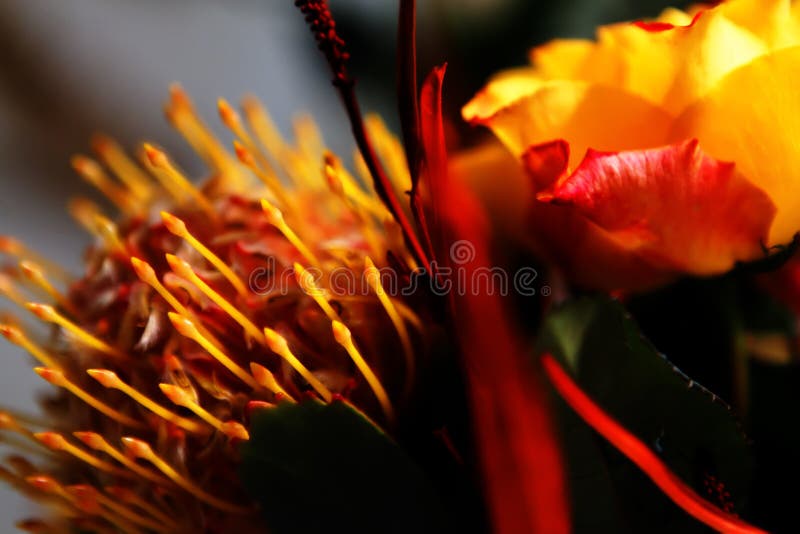 Flowers bouquet stock image. Image of composition, macro - 91254203