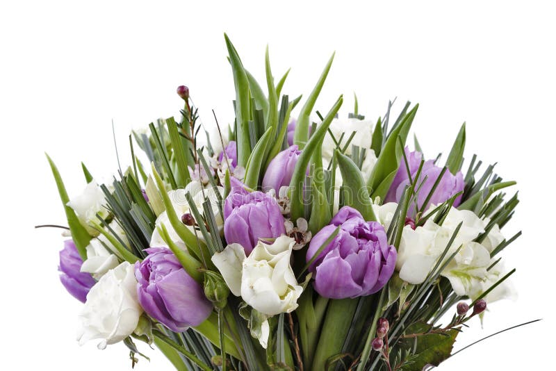 Spring Flower on White Background Stock Photo - Image of floral, pink ...